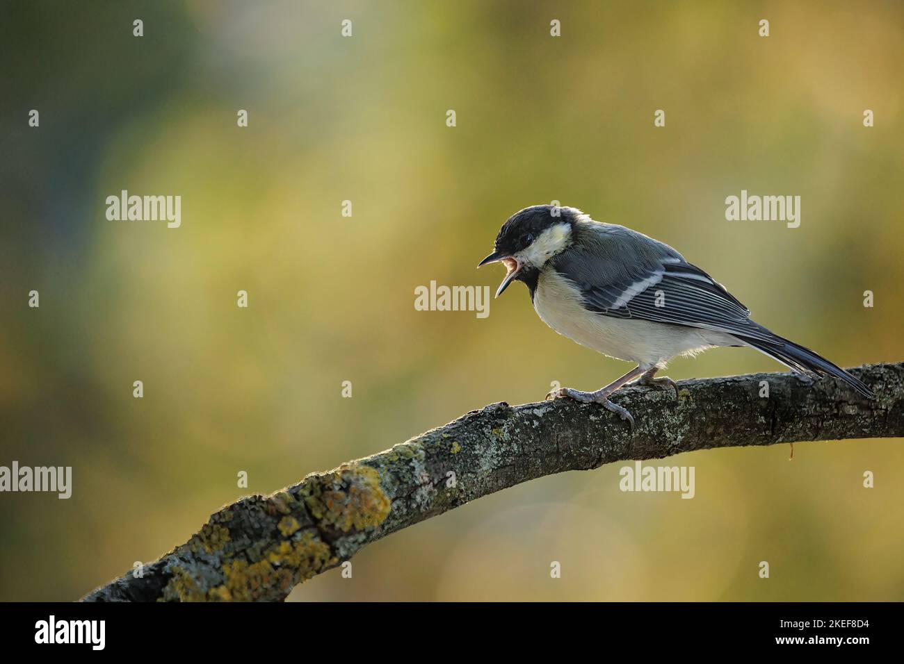A closeup of a Great Tit bird perched on a tree branch with blurred ...