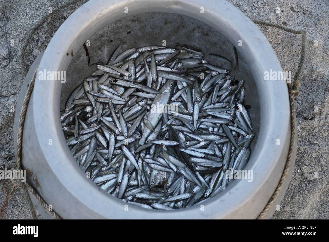 Fin fishing hi-res stock photography and images - Alamy