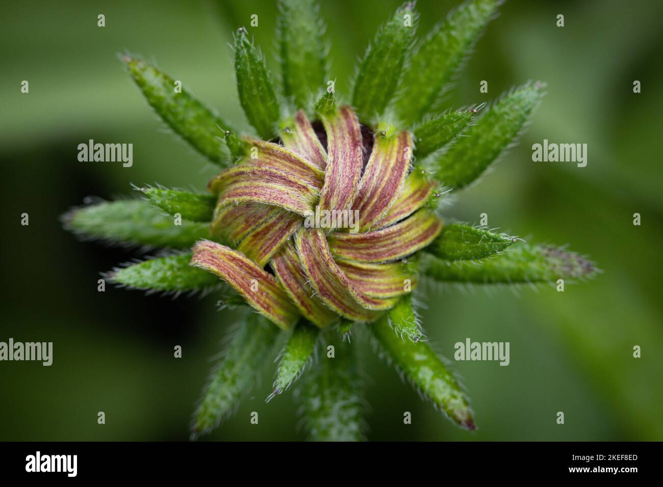 Closed sepals hi-res stock photography and images - Alamy