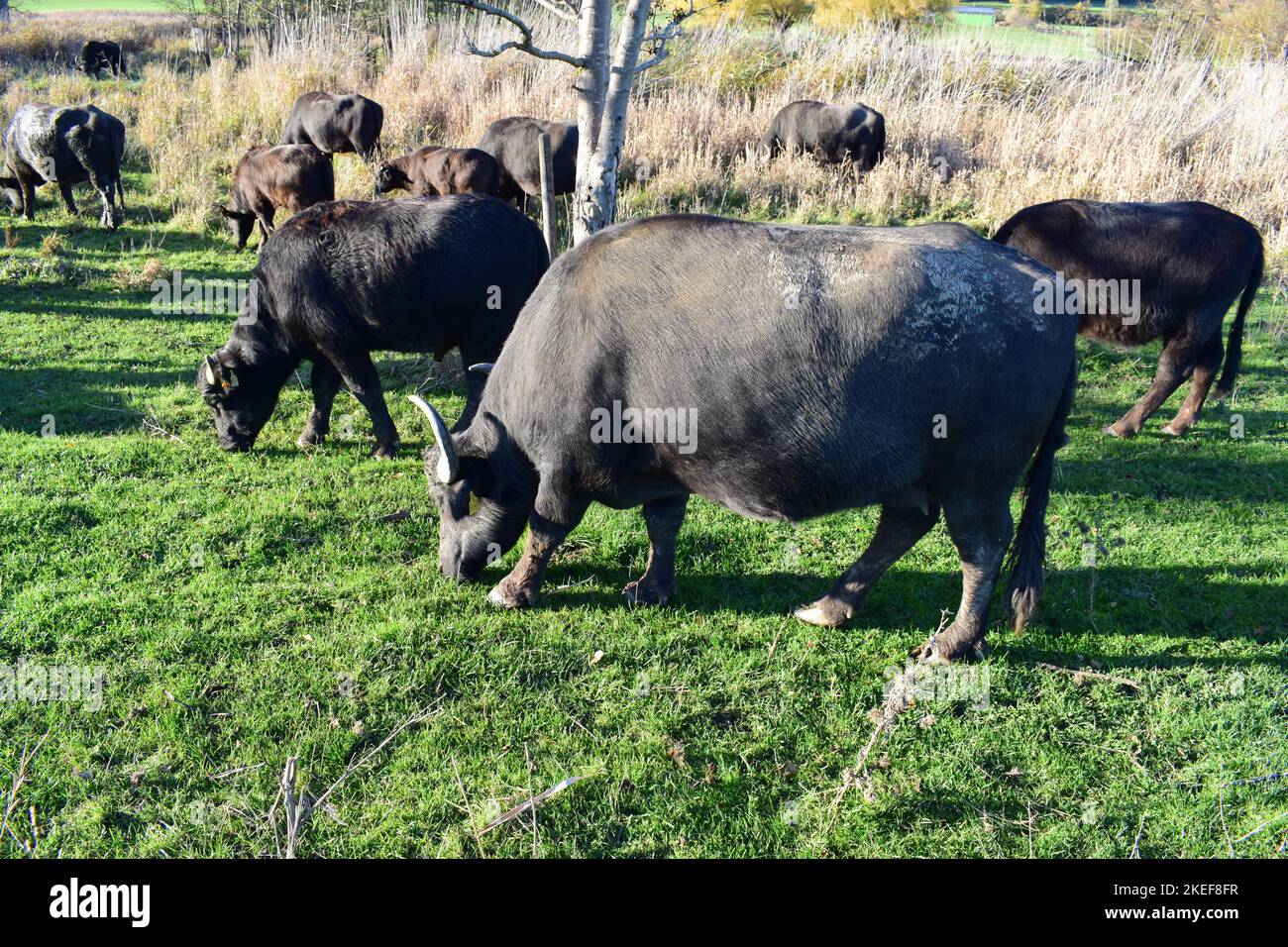 water buffalo herd in the swampland Stock Photo - Alamy