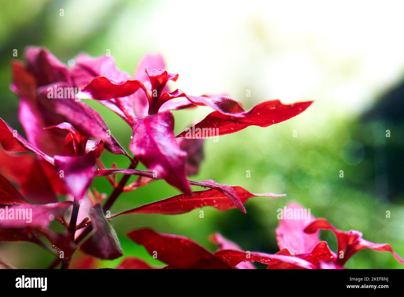 Ludwigia Repens Aquascape