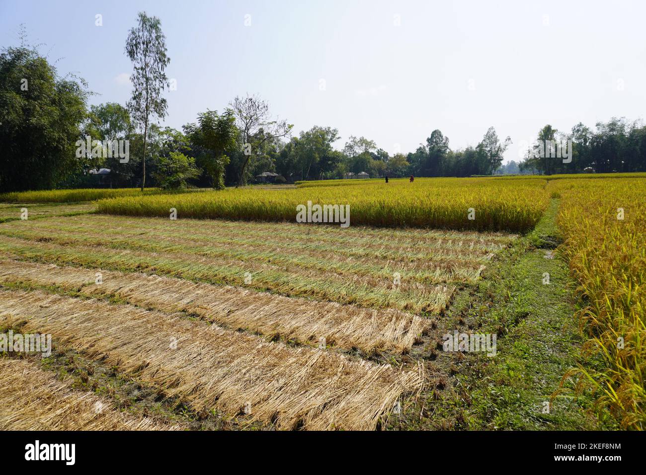 Peddy field hi-res stock photography and images - Alamy