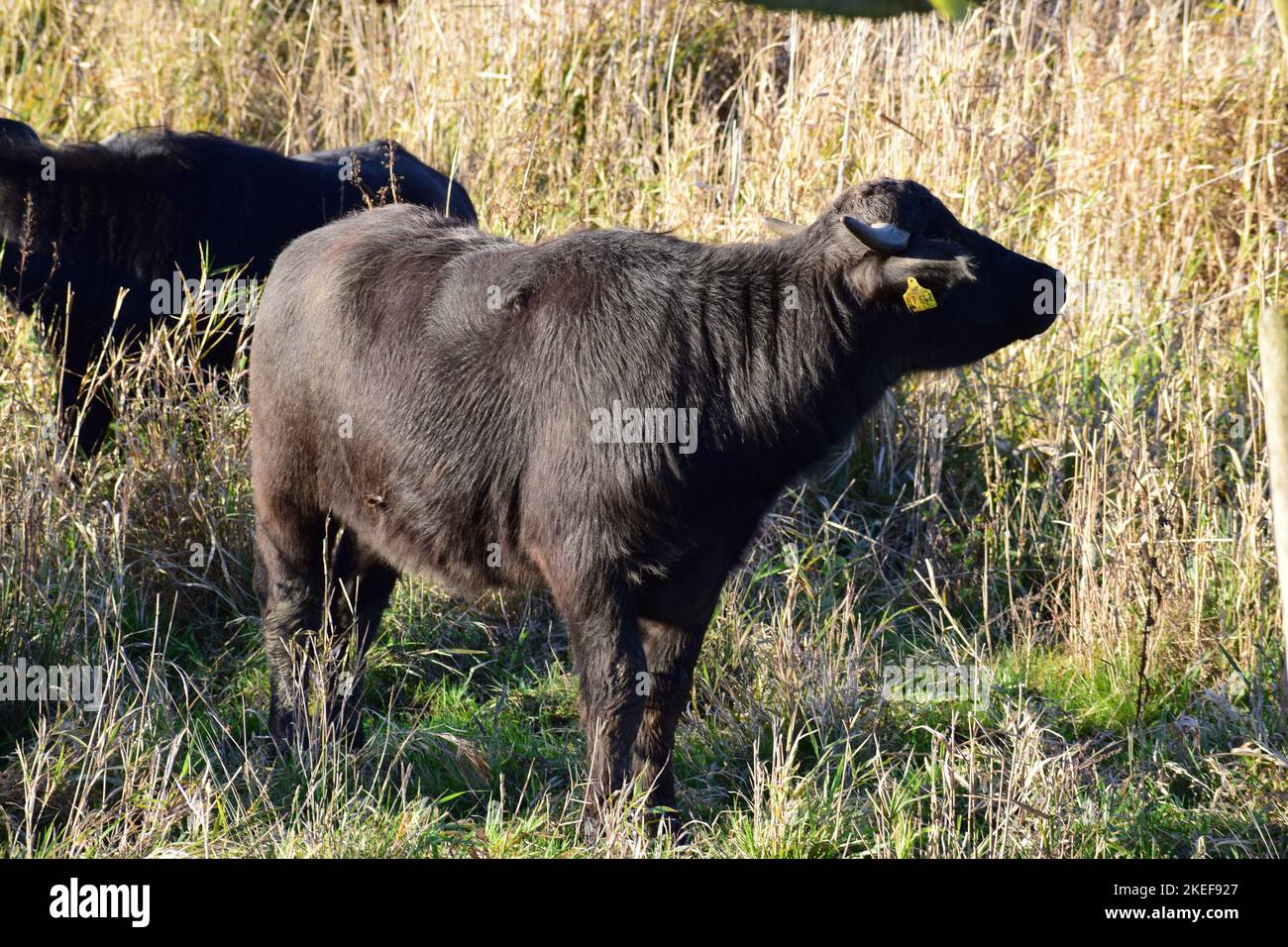 water buffalo herd in the swampland Stock Photo - Alamy