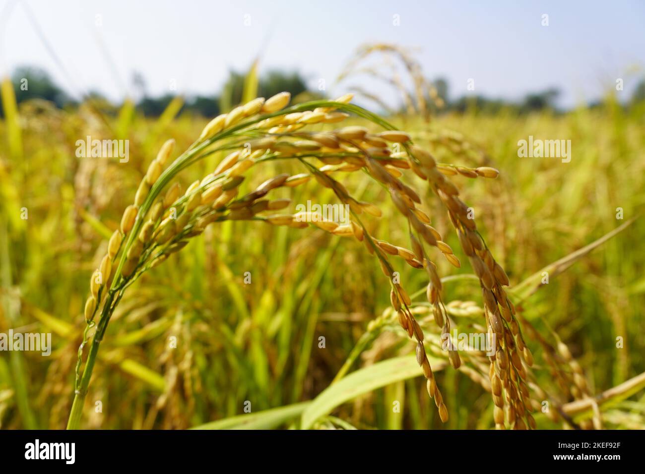 Closeup of yellow paddy rice field with golden sun rising in autumn ...