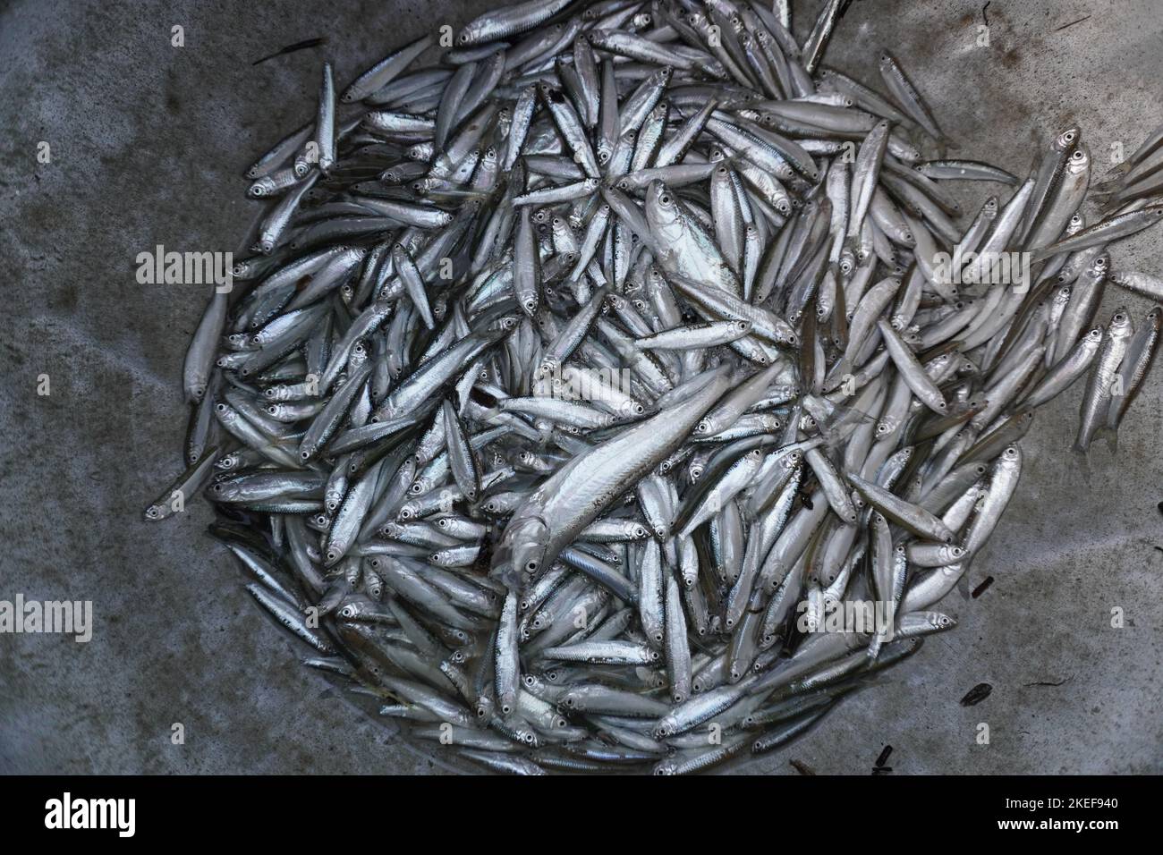 lot of small fish in the pot. fish colony, fishing Stock Photo - Alamy