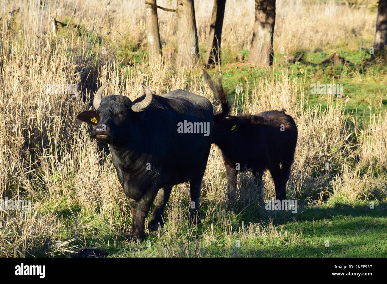 water buffalo herd in the swampland Stock Photo - Alamy