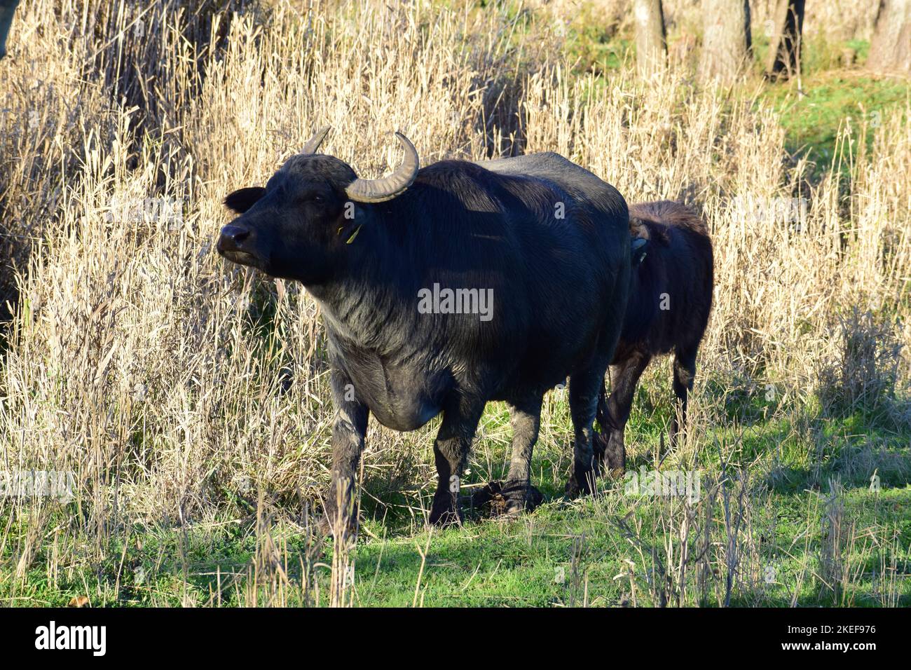 water buffalo herd in the swampland Stock Photo - Alamy