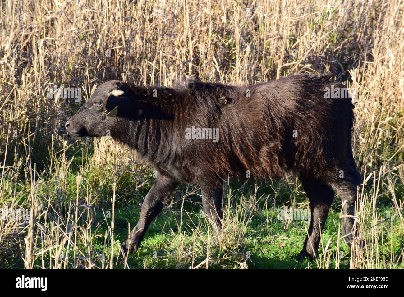water buffalo herd in the swampland Stock Photo - Alamy