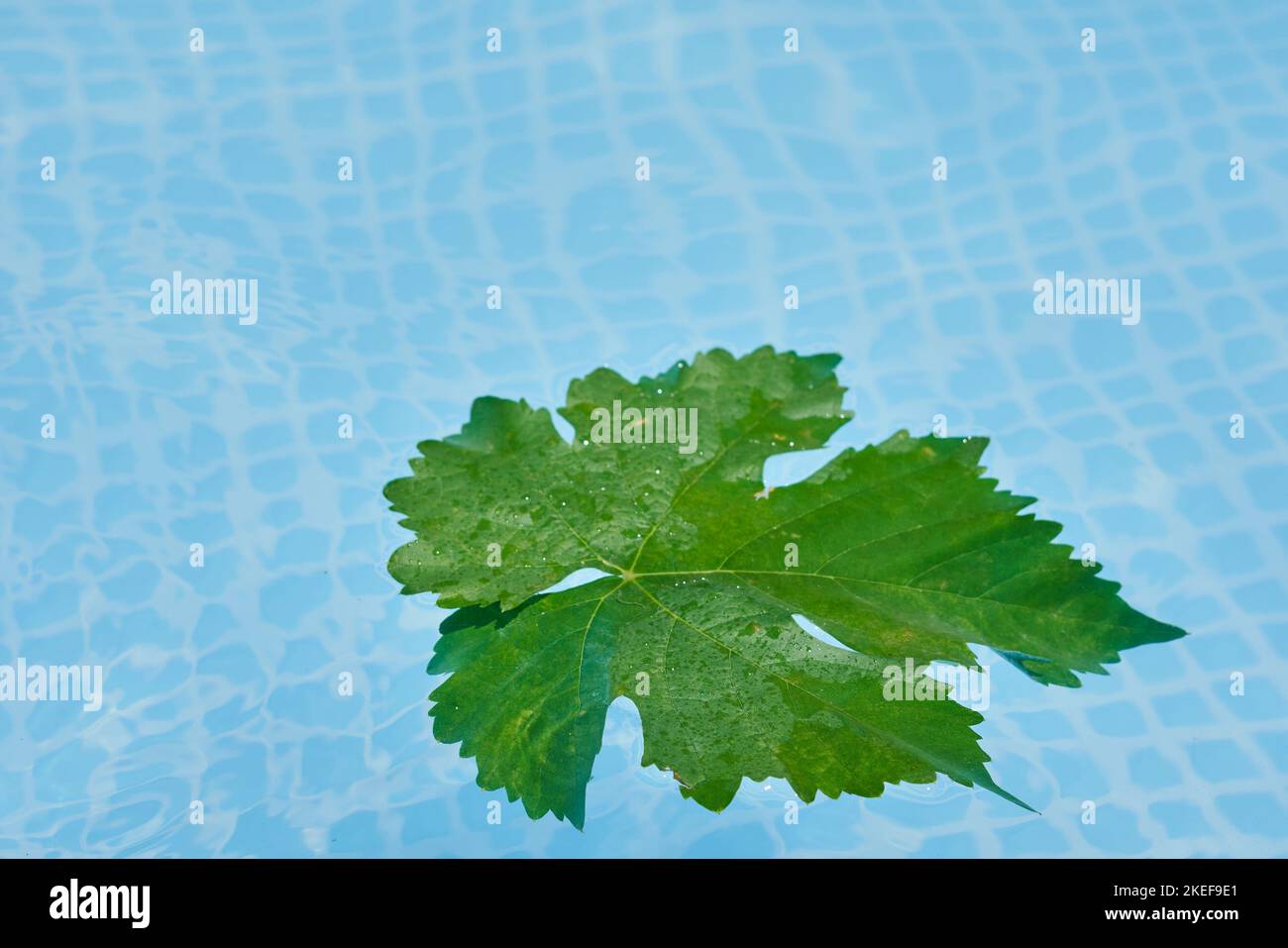 a leaf floating in a pool with the water reflecting it's reflection on ...