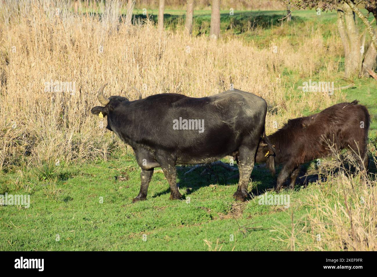 water buffalo herd in the swampland Stock Photo - Alamy