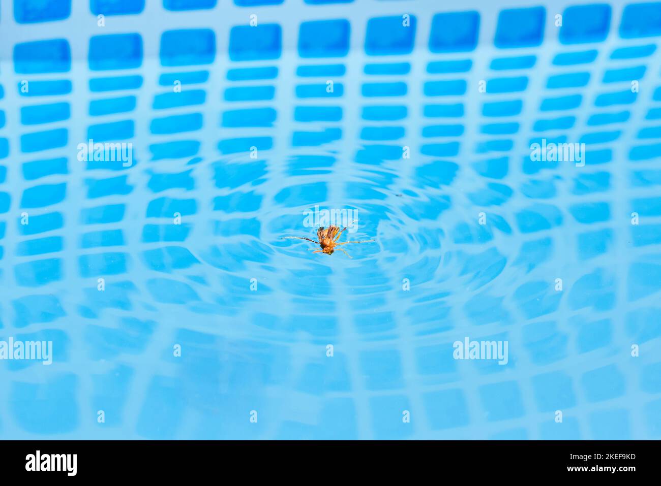 a fly flying in the air above a swimming pool with water rippleing ...