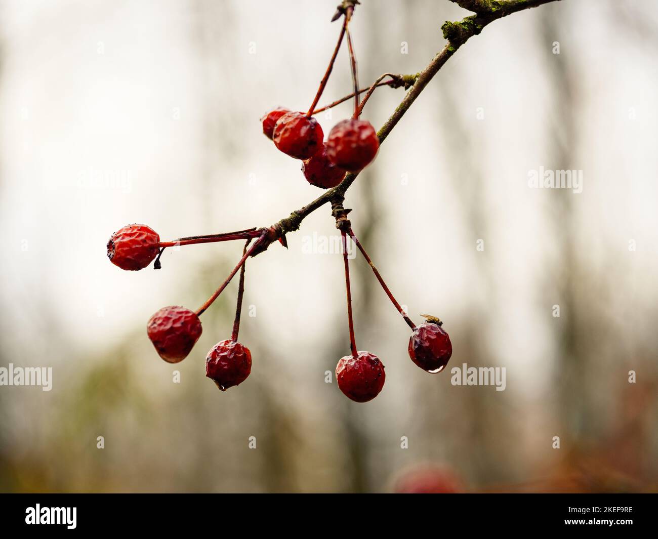 Drops after rain on common hawthorn red berries Stock Photo - Alamy