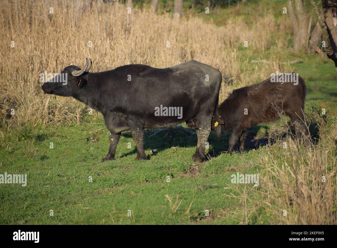 water buffalo herd in the swampland Stock Photo - Alamy