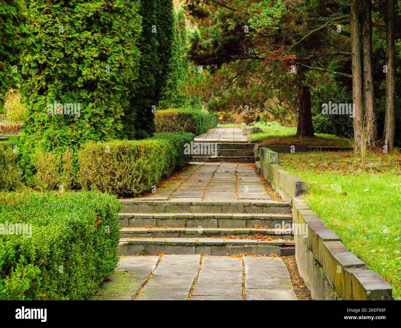 Walkway of concrete slabs and steps among thuja and pine trees Stock ...