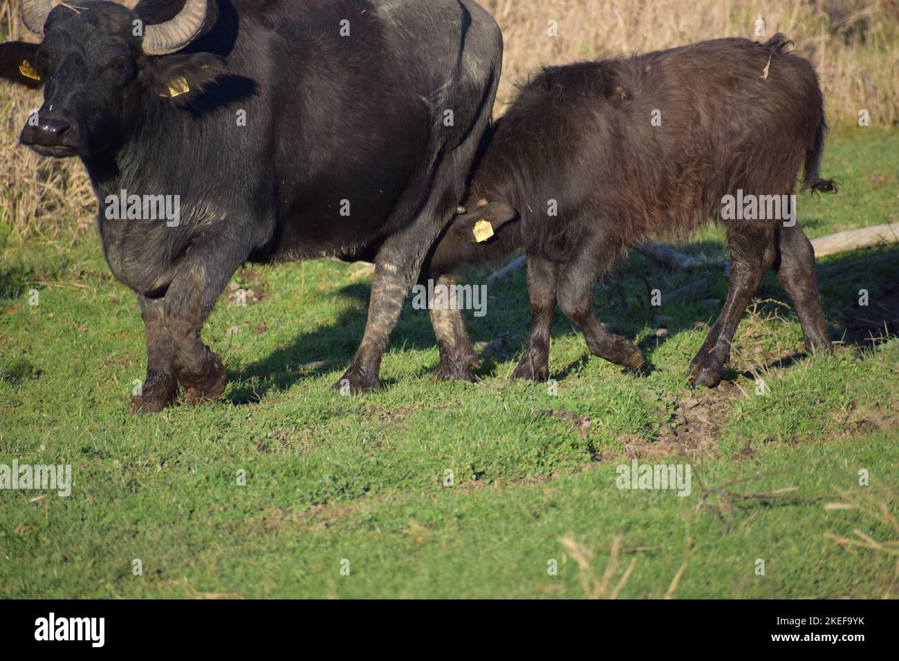water buffalo herd in the swampland Stock Photo - Alamy