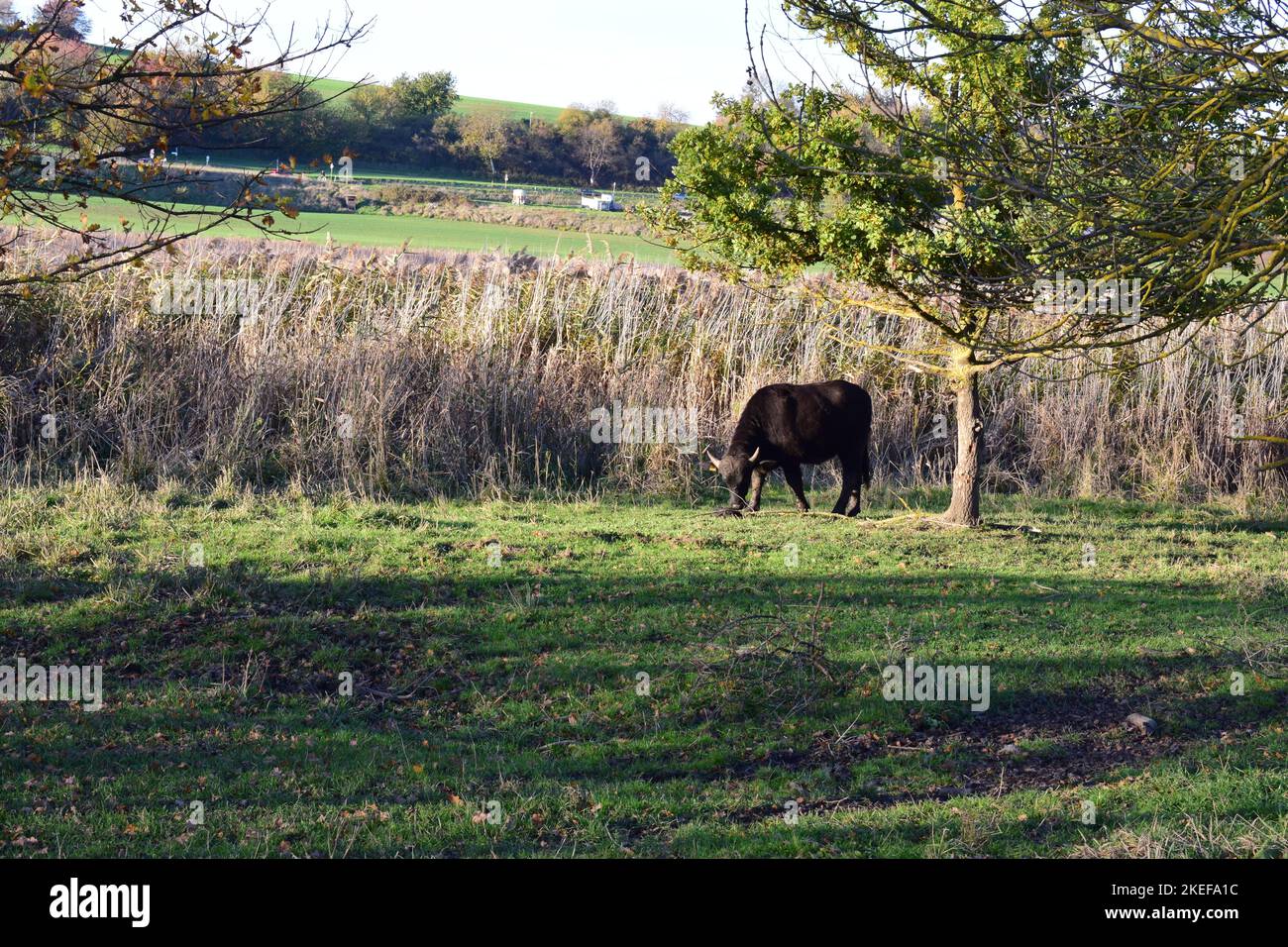 water buffalo herd in the swampland Stock Photo - Alamy