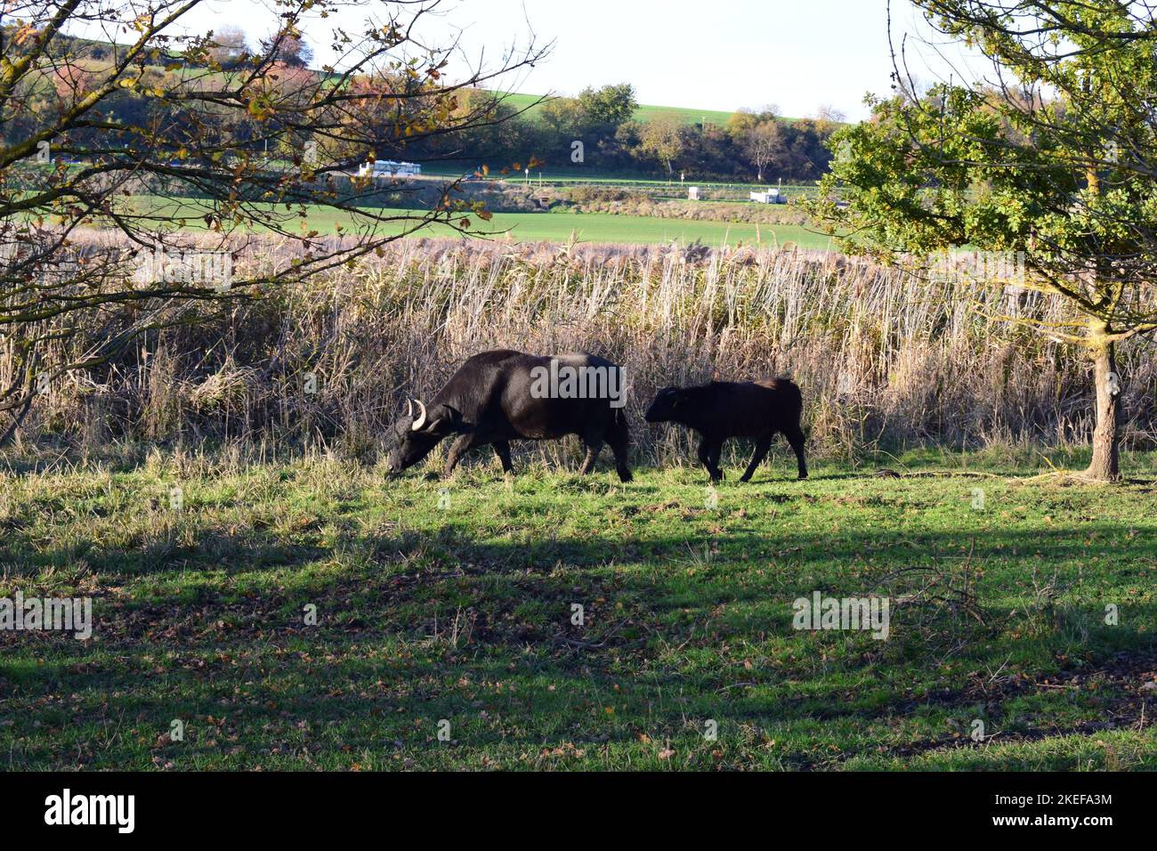 water buffalo herd in the swampland Stock Photo - Alamy