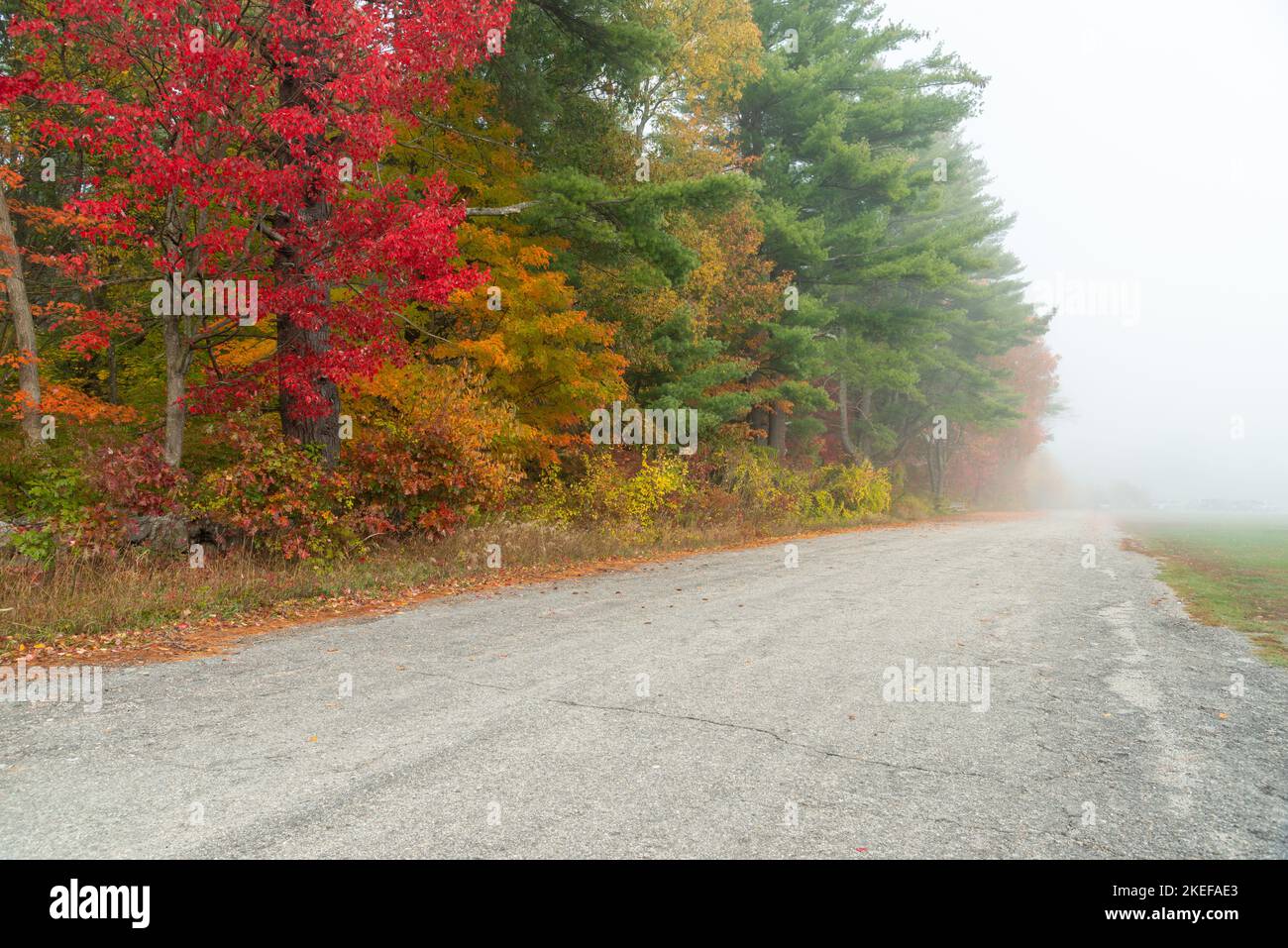 Bright fall foliage and fog on a quiet street in Concord, New Hampshire ...