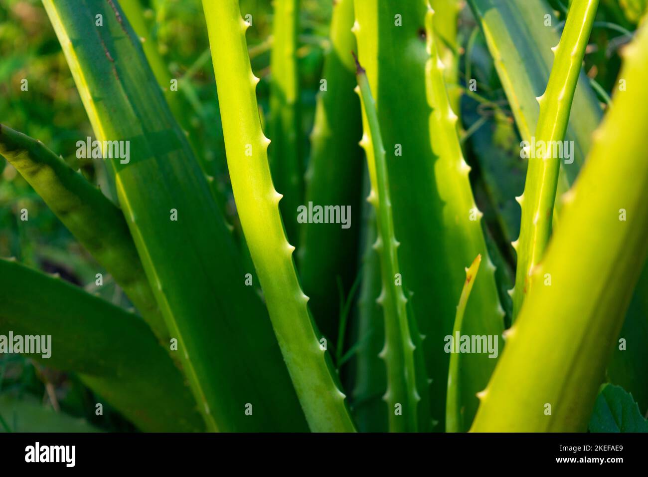 Close up aloe vera plant. Aloe vera is a very useful herbal medicine ...