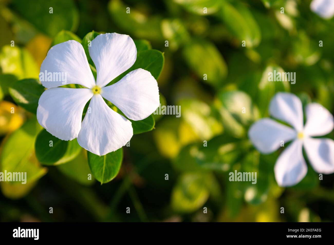 White periwinkle flowers bloom in the garden. Catharanthus roseus Stock ...