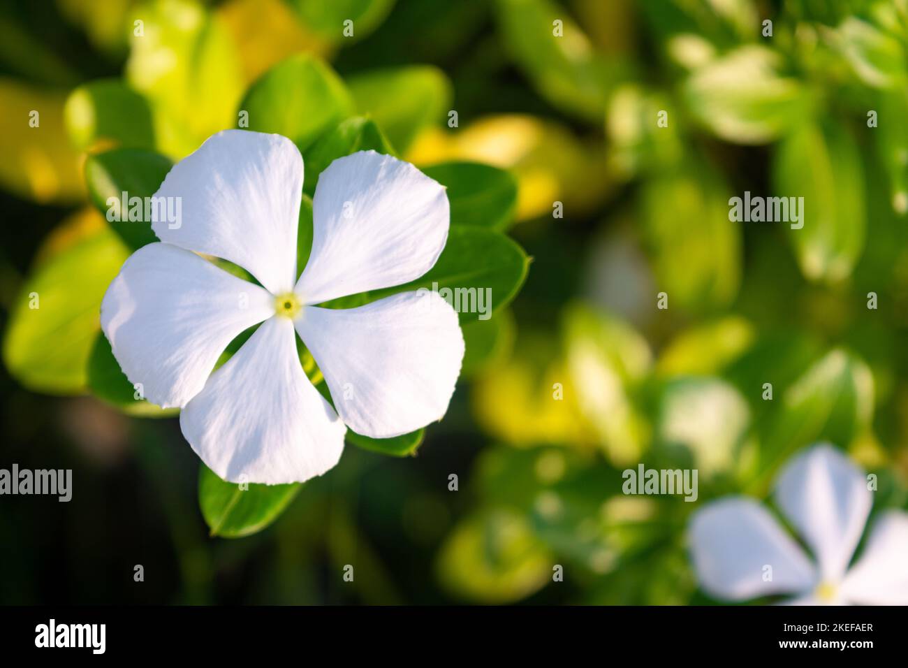 White periwinkle flowers bloom in the garden. Catharanthus roseus Stock ...