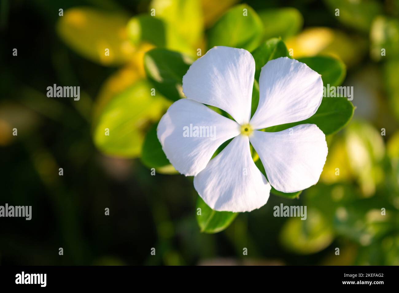 White periwinkle flowers bloom in the garden. Catharanthus roseus Stock Photo - Alamy