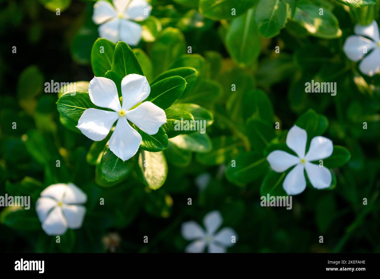 White periwinkle flowers bloom in the garden. Catharanthus roseus Stock ...