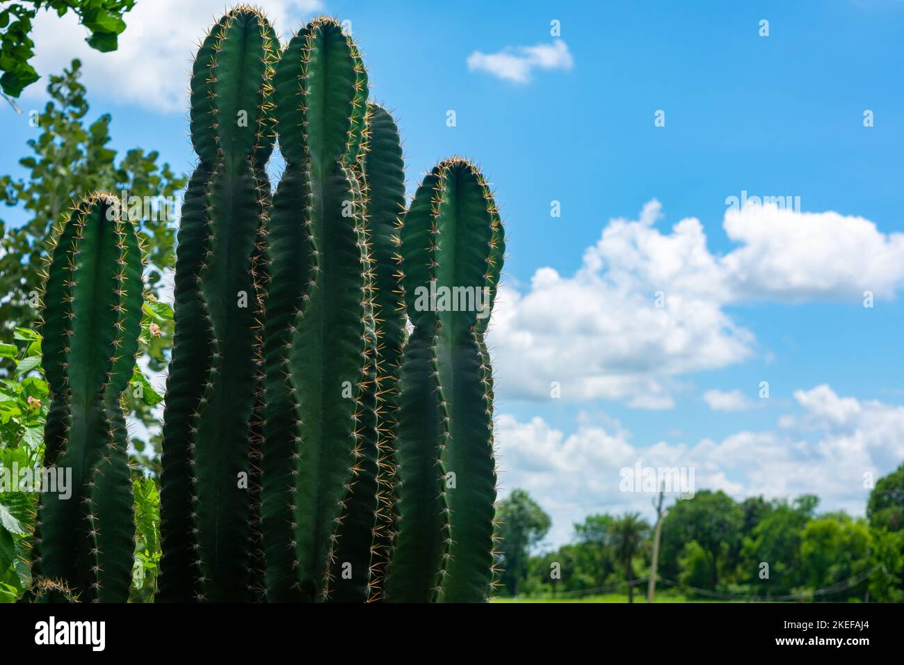Live green cactus closeup with spines Stock Photo - Alamy