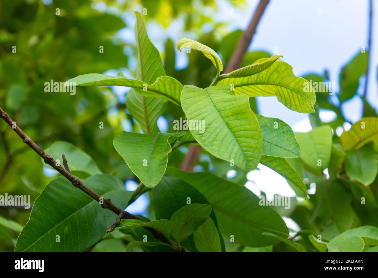 Guava tree with leaves hi-res stock photography and images - Alamy
