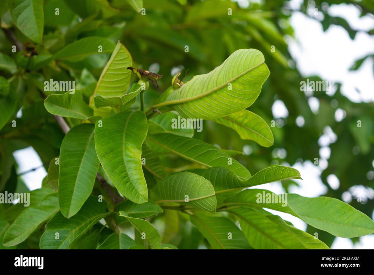 Fresh green guava leaves and branch on the tree Stock Photo - Alamy