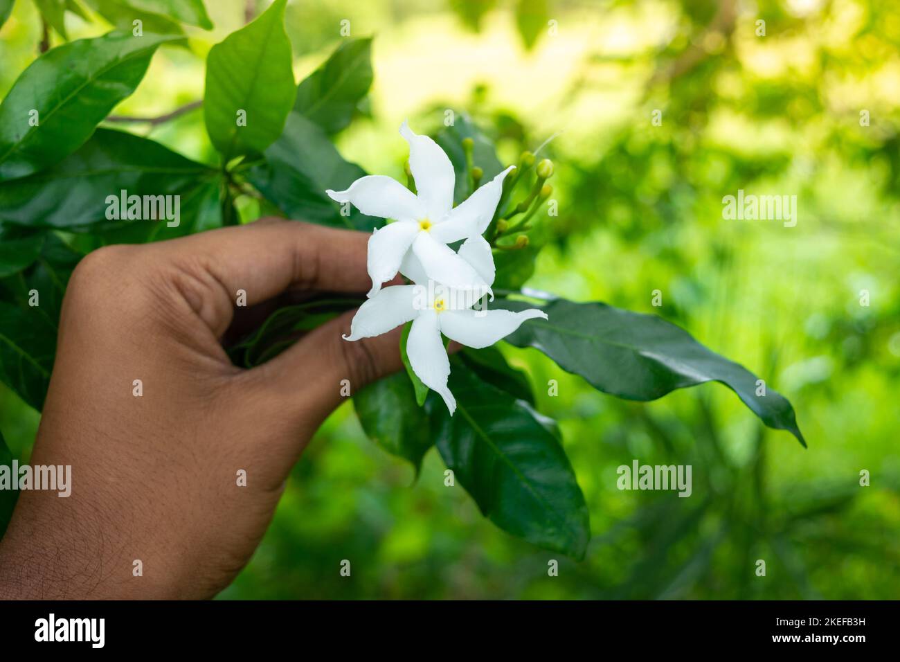 Male hand holding white periwinkle flowers Stock Photo - Alamy