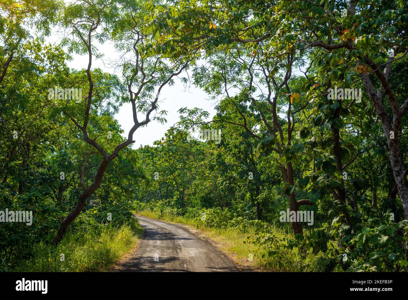 Rural road through the deep green forest Stock Photo - Alamy