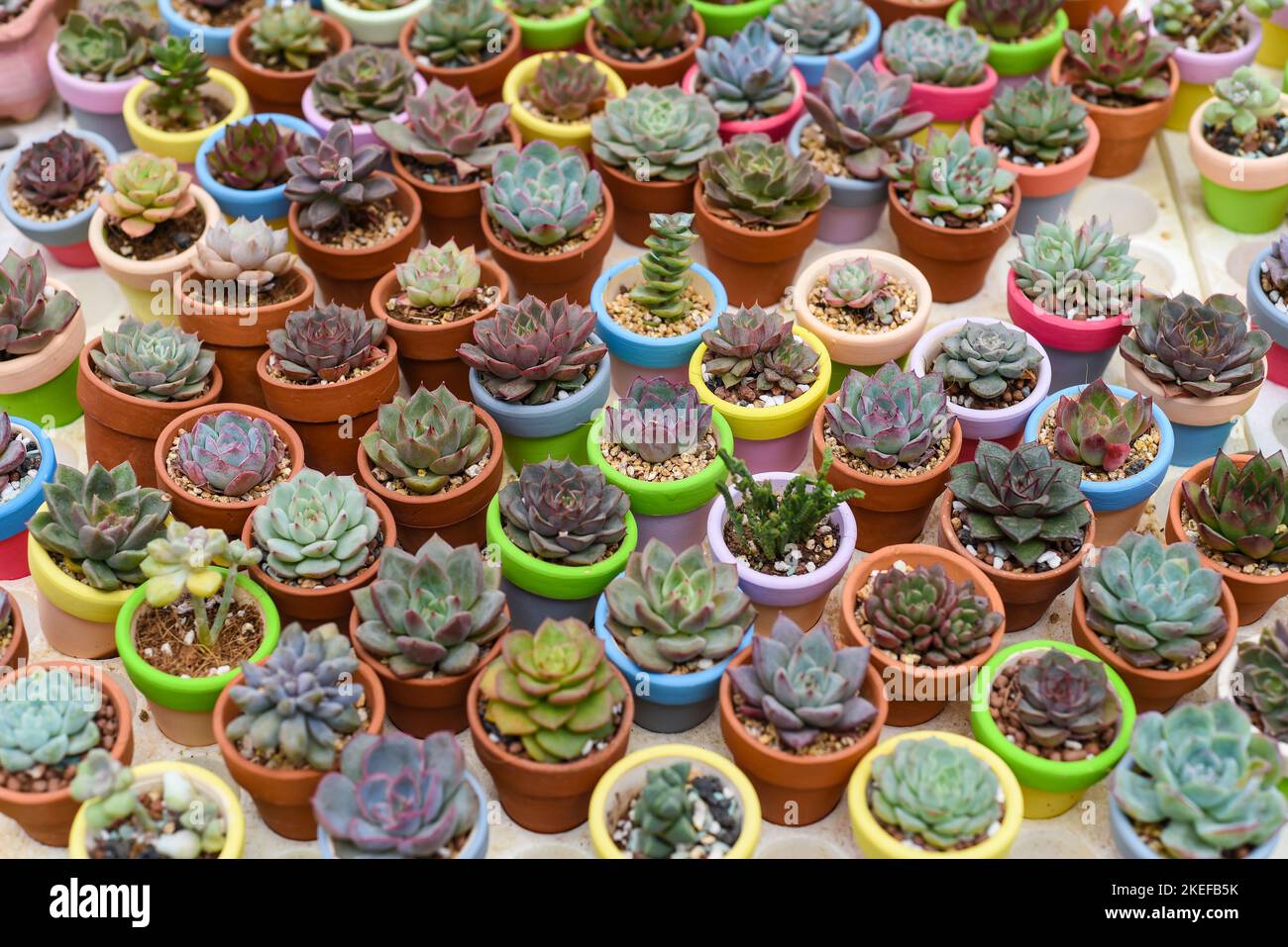 Many potted succulents of Echeveria elegans, Echeveria, Sedum,Graptopetalum (leatherpetal) at a ...