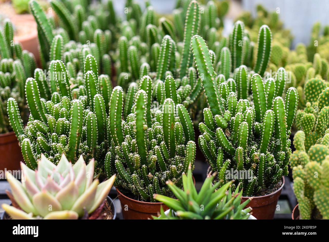 Acanthocereus tetragonus with common names night-blooming cereus ...
