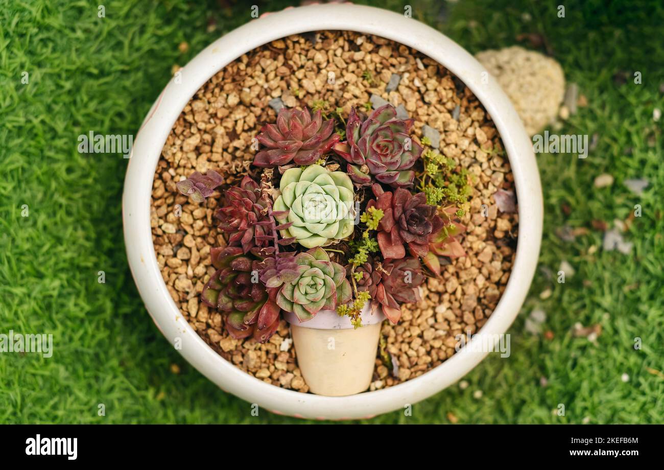 Creative idea to decor house plants with succuletns at home Stock Photo ...