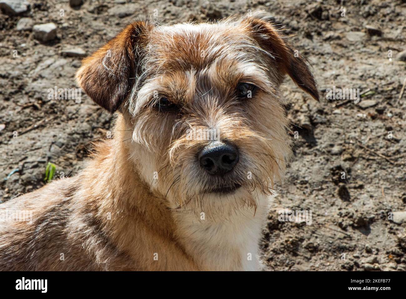 terrier small dog pet brown white Stock Photo - Alamy
