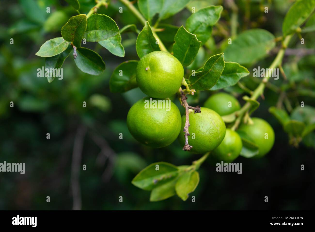 Fresh green lemon limes on tree in organic garden Stock Photo - Alamy