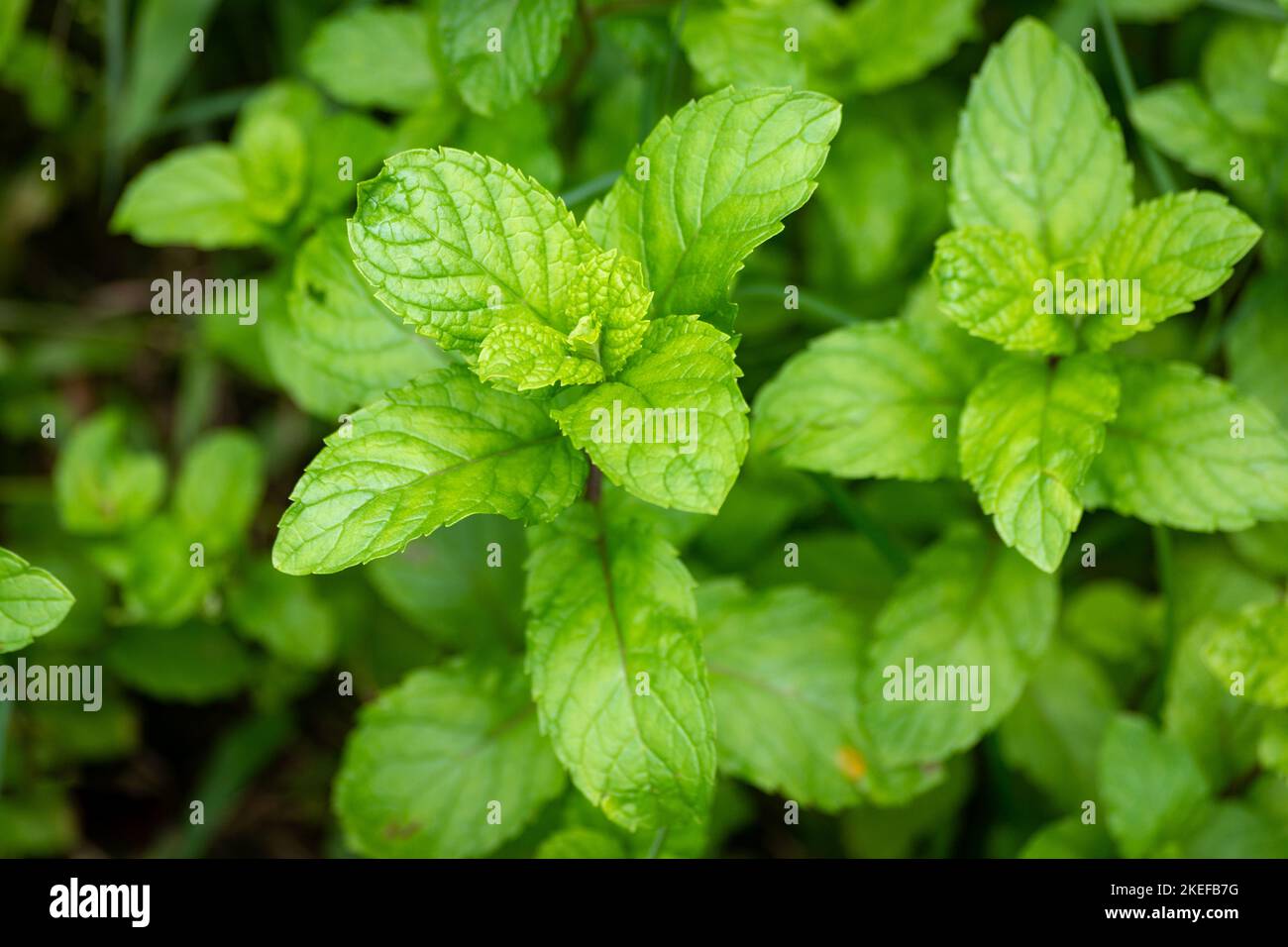 Fresh mint from organic garden hi-res stock photography and images - Alamy