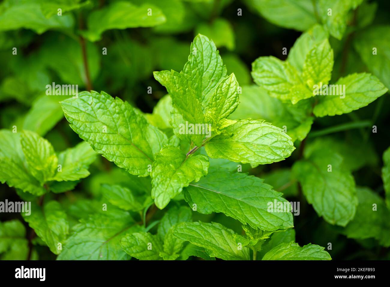 Fresh mint leaves from a mint field Stock Photo - Alamy