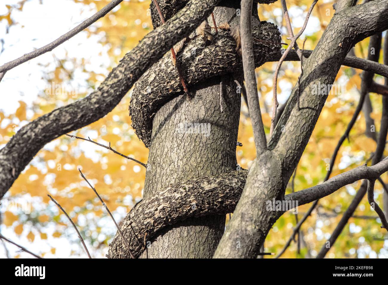 trunks of deciduous trees liana entwining a tree Stock Photo - Alamy
