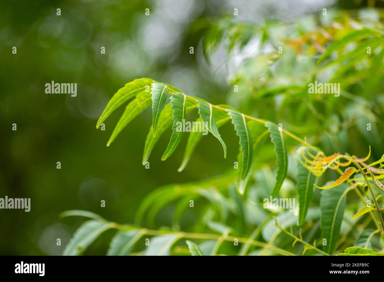 A branch of neem tree leaves. Natural Medicine Stock Photo - Alamy