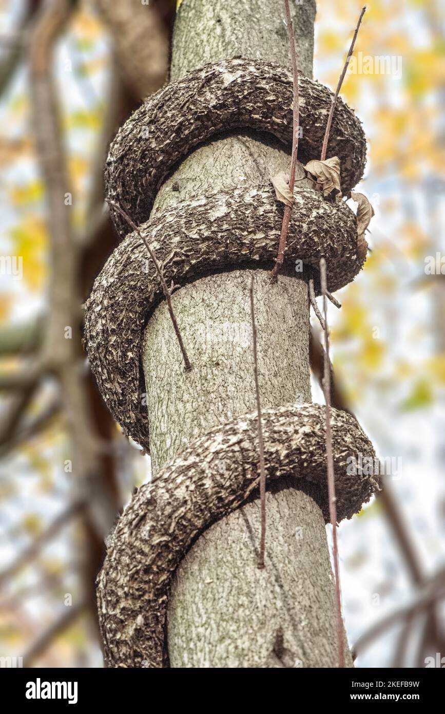 trunks of deciduous trees liana entwining a tree Stock Photo - Alamy