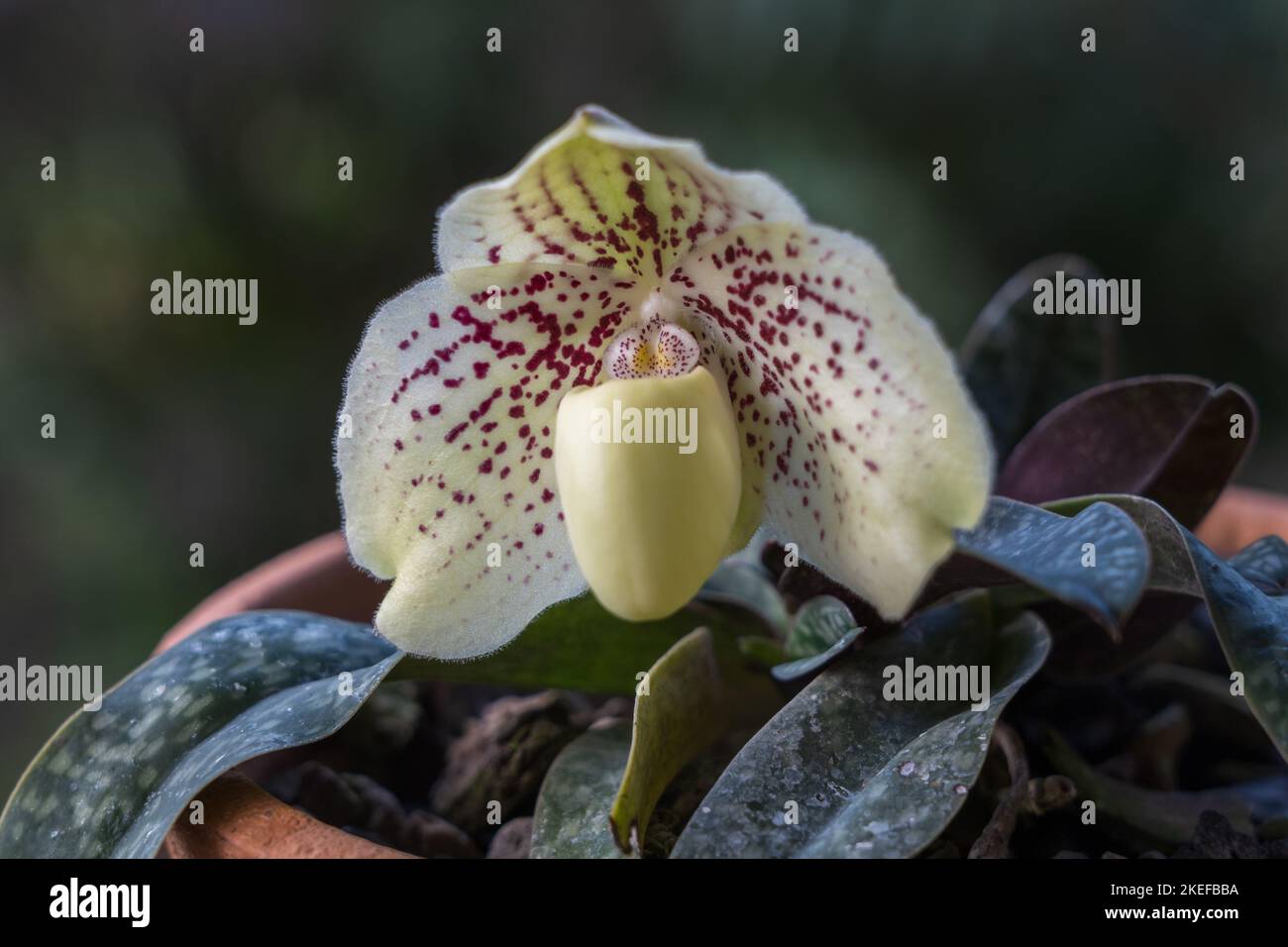 Paphiopedilum leucochilum hi-res stock photography and images - Alamy