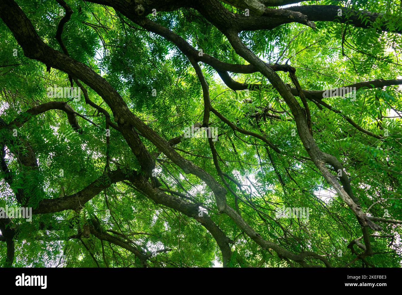 A branch of neem tree leaves. Natural Medicine Stock Photo - Alamy