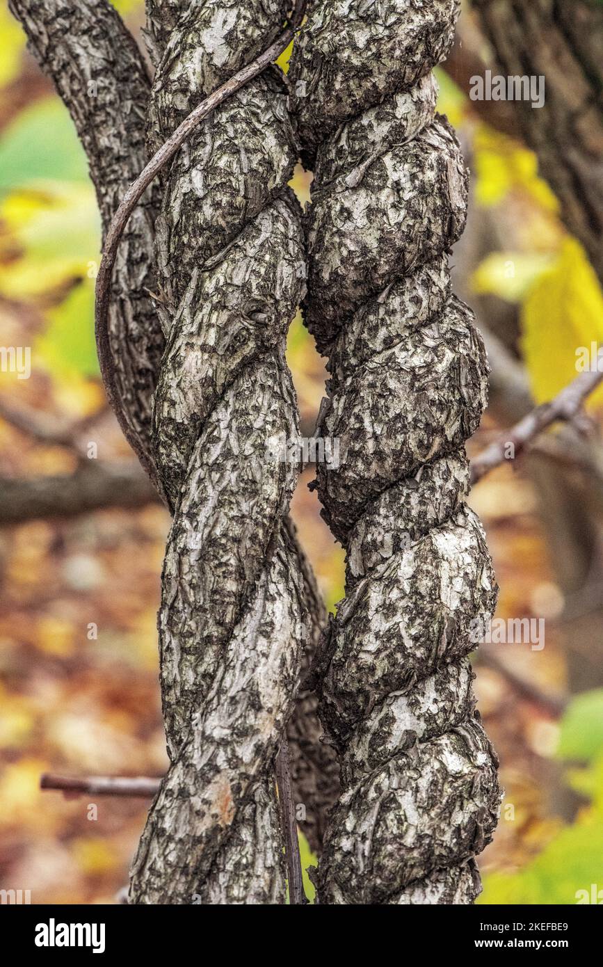 Entwining plant hi-res stock photography and images - Alamy