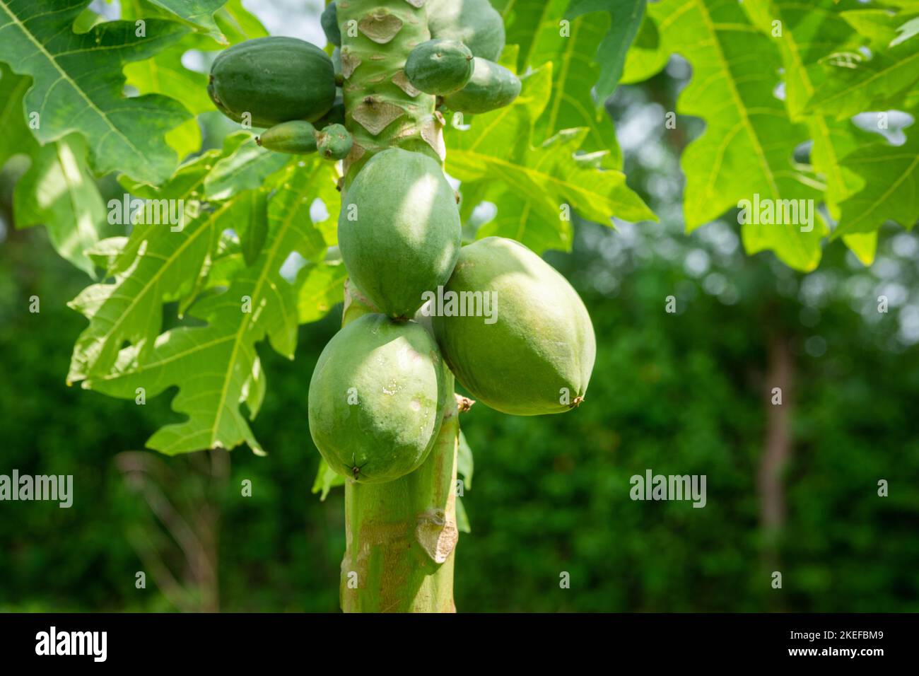 Papaya fruit on papaya tree in farm. Organic green papaya on tree Stock ...
