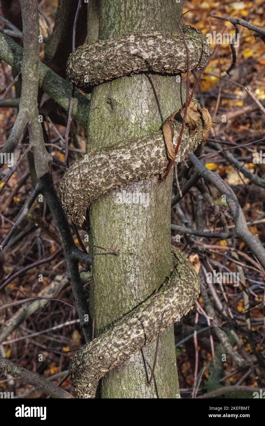 trunks of deciduous trees liana entwining a tree Stock Photo - Alamy