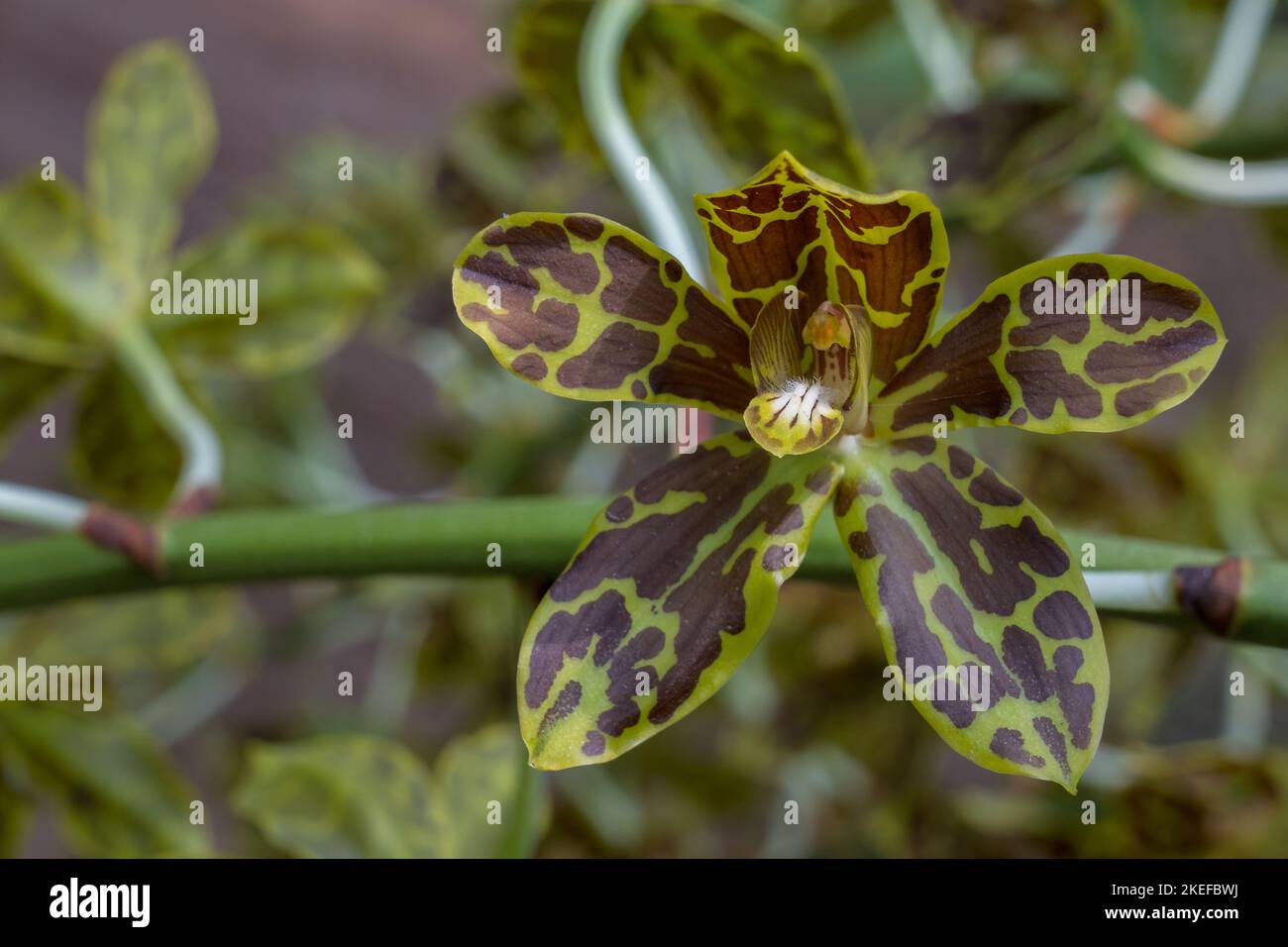 Mahogany flower hi-res stock photography and images - Alamy