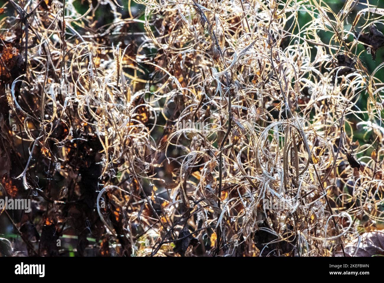 Intricate beauty of natural forms hi-res stock photography and images ...