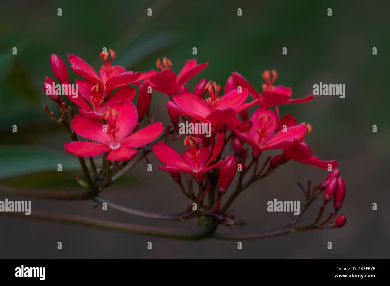 Closeup view of cluster of bright red flowers and buds of jatropha ...